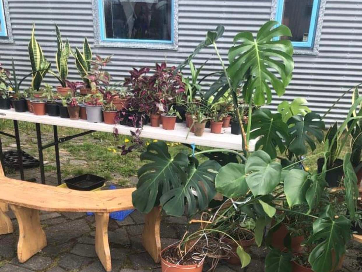 Blómasala Waldorfleikskólans Sólstafa